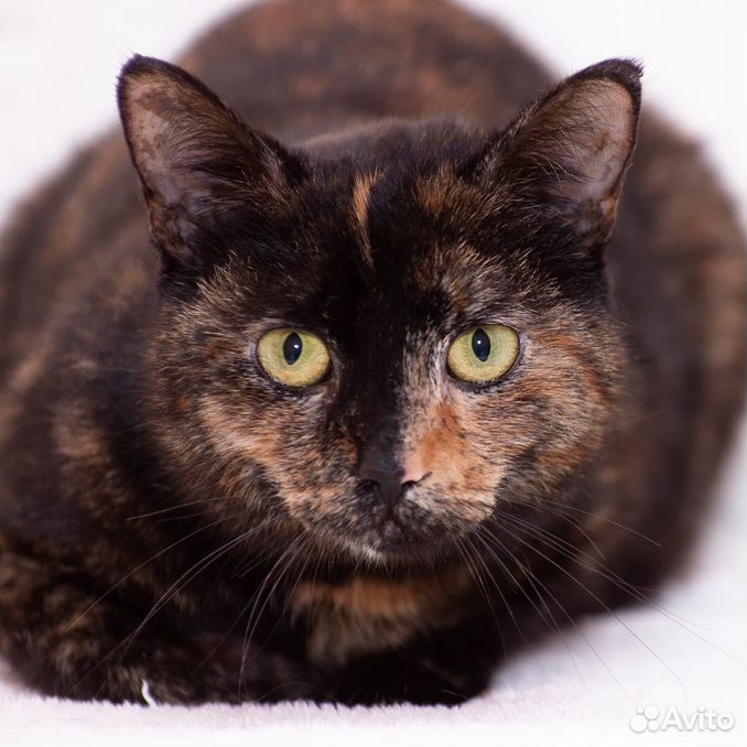 Кошка Тася ищет дом