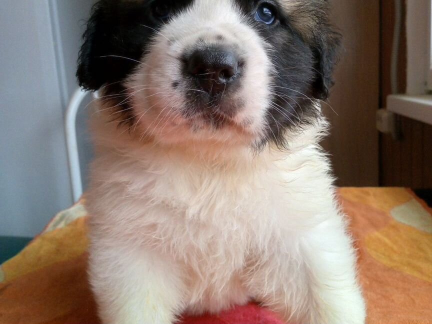 Мальчик московской сторожевой