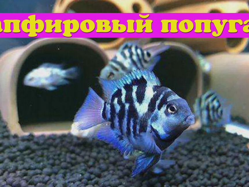 Сапфировый попугай