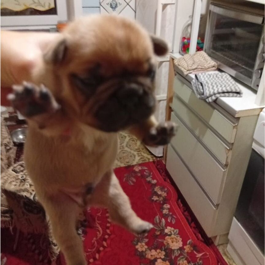 Французский бульдог, щенок