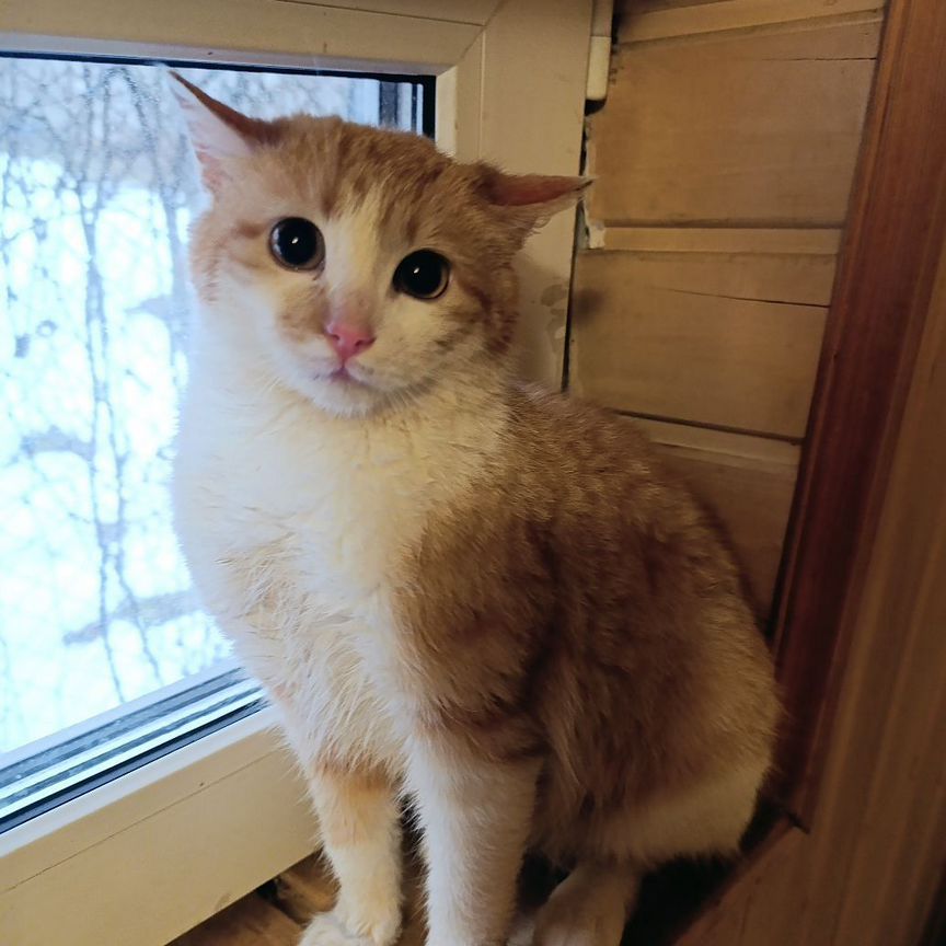 Рыжий мальчик ответственным