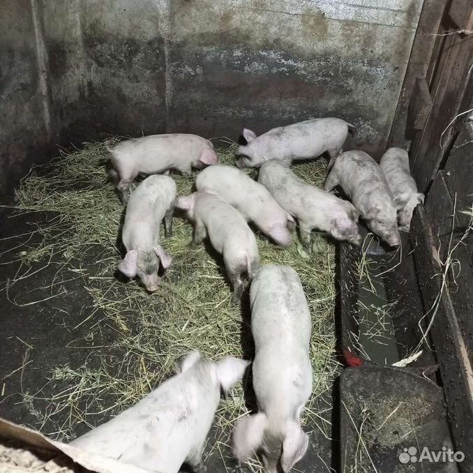 Поросята Ландрас + крупная белая