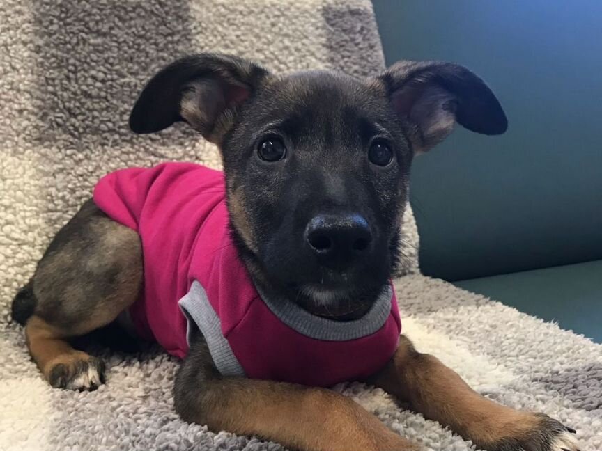 Щенок, кобелёк. В добрые ручки