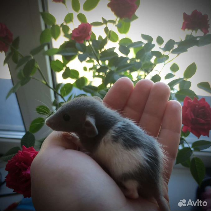 Крыса дамбо мальчики