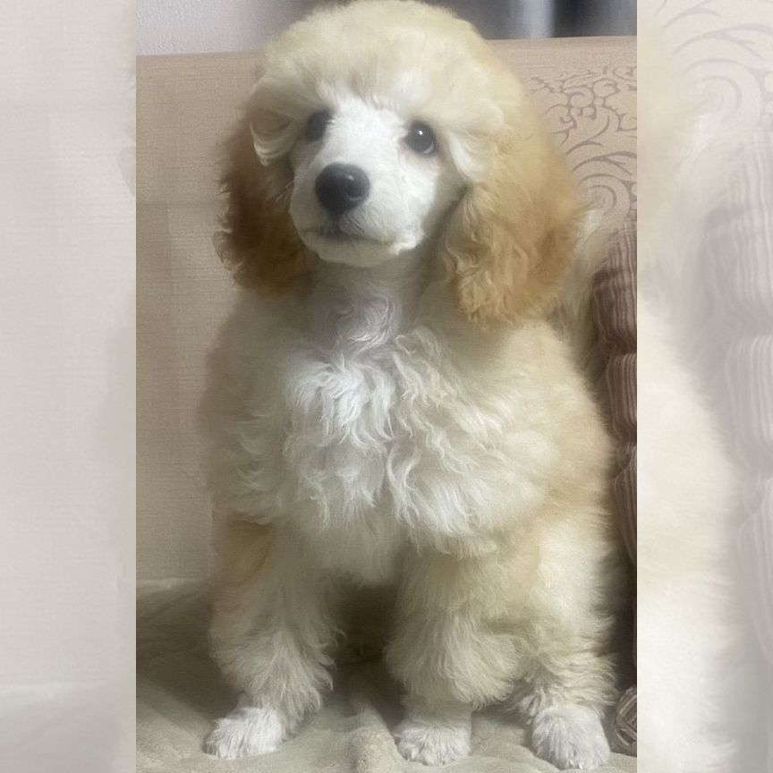 Пудель, щенок