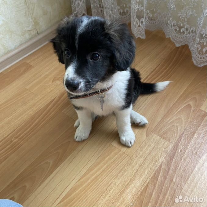 Щенок бордер коли