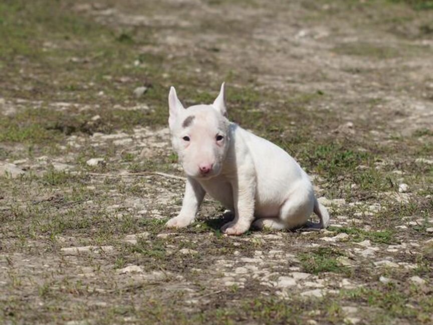 Миниатюрный бультерьер девочка