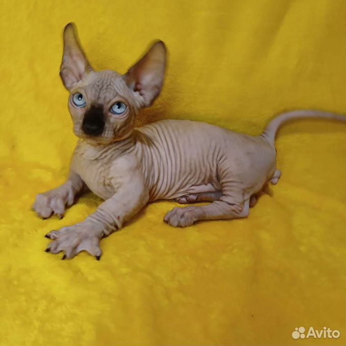 Канадский сфинкс котёнок бамбино и двельф