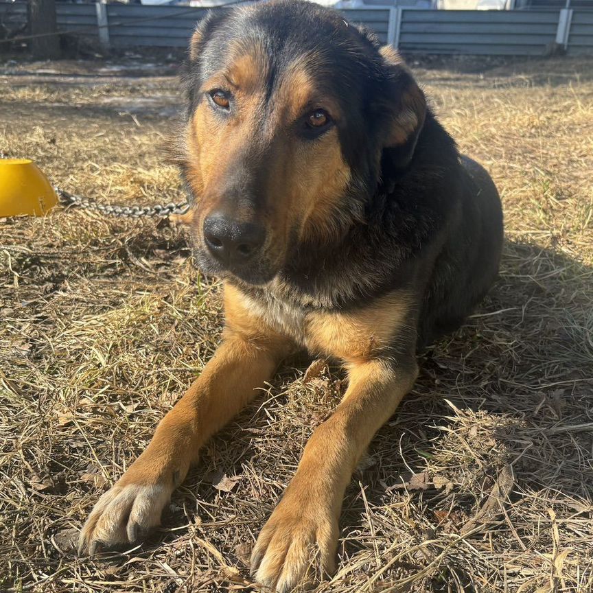 Взрослая собака в добрые руки