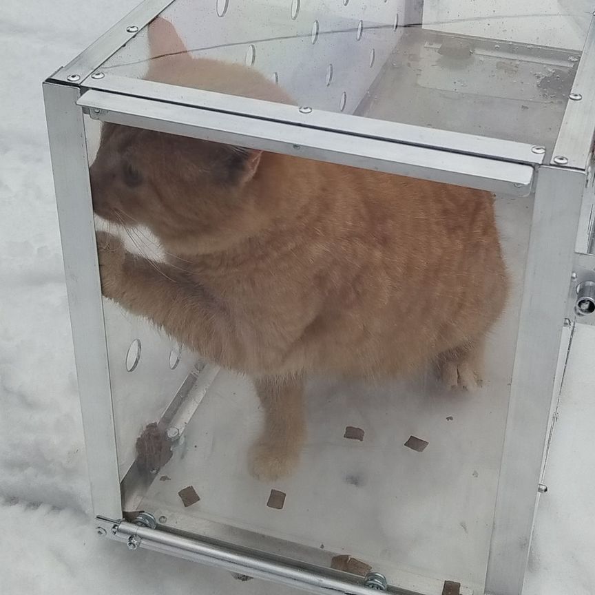 Рыжие котята спасенные с дач