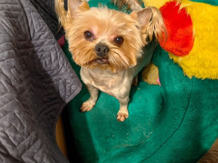 Потерялся Йоркширский терьер