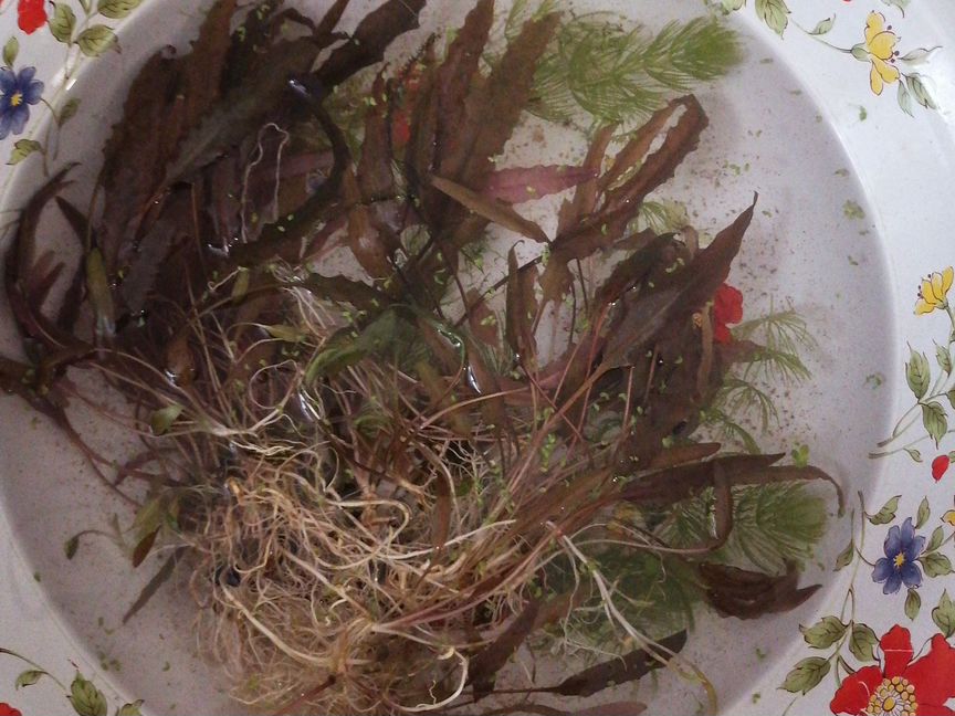 Аквариумные растения прополка