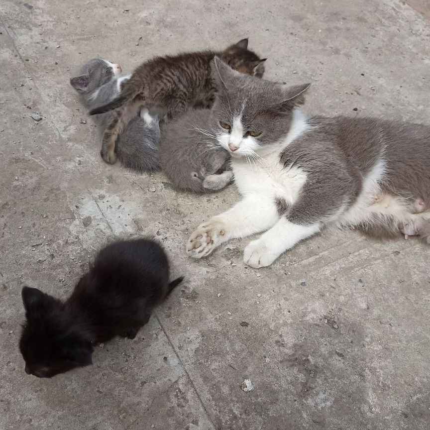 Котята в добрые руки бесплатно