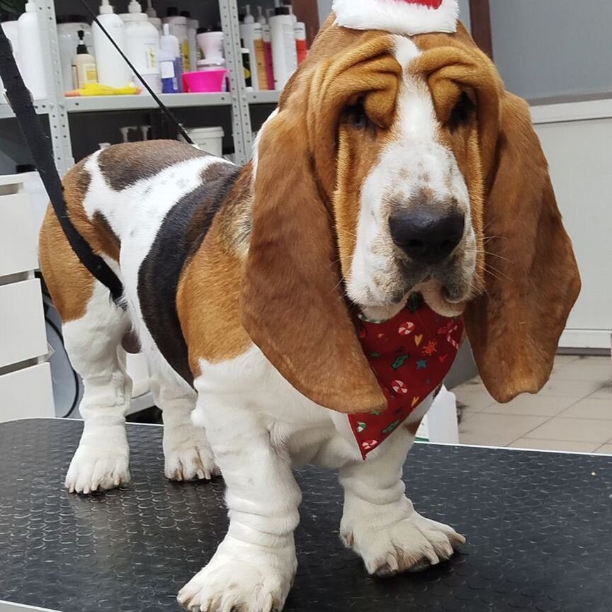 Бассет хаунд вязка