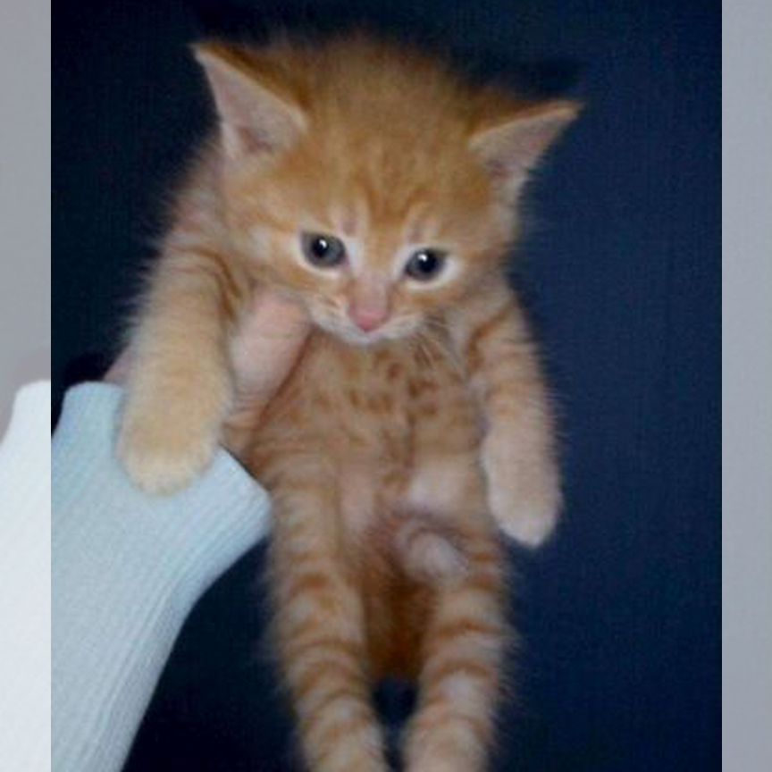 Котики плюшевые Рыжие