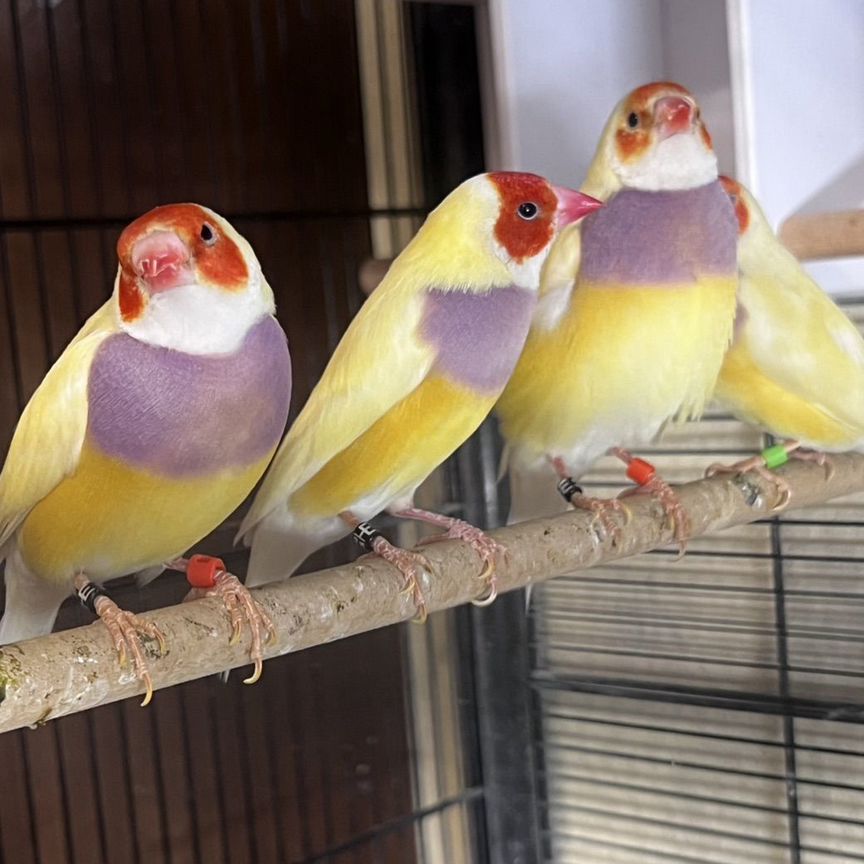 Амадины Гульда