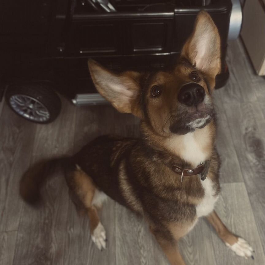 Собака в добрые руки