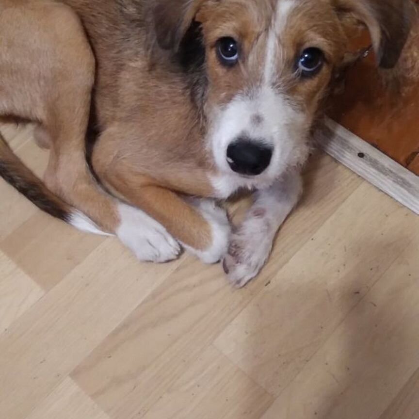 Щенулька ищет дом