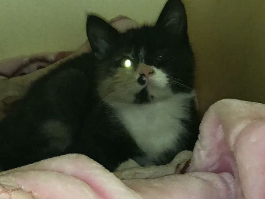 Трехцветный котенок Нелься