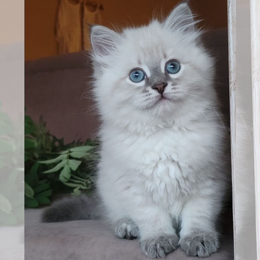 Невский маскарадный котёнок