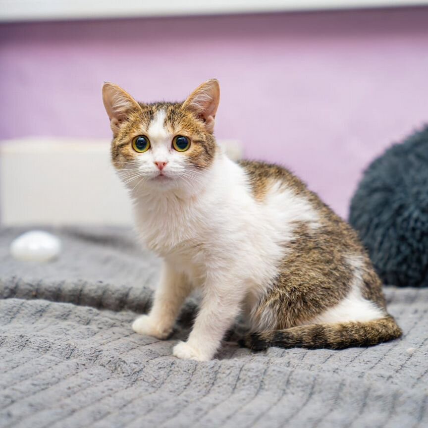 Ляля 9 мес, миниатюрная девочка