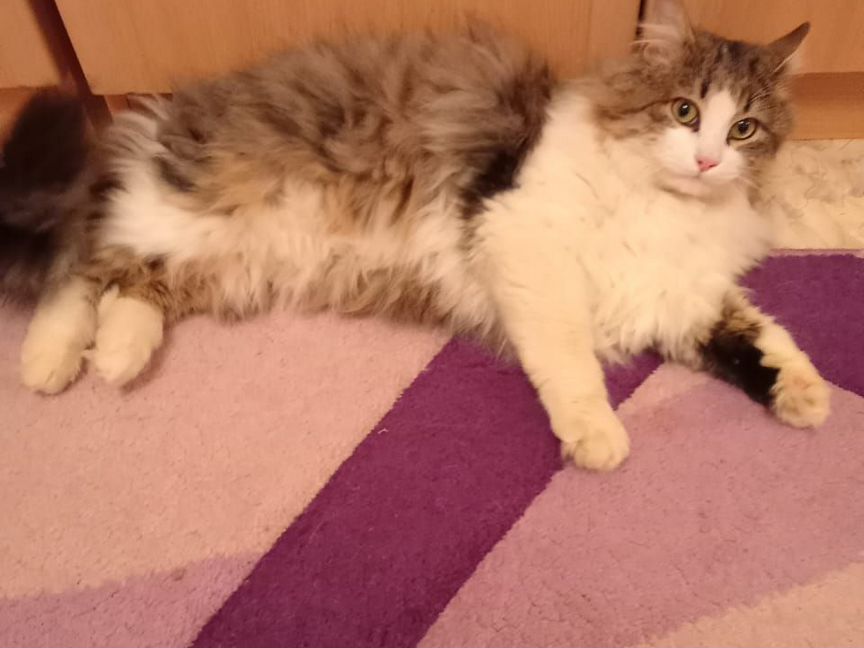 Кот мурчалкин кастрированный