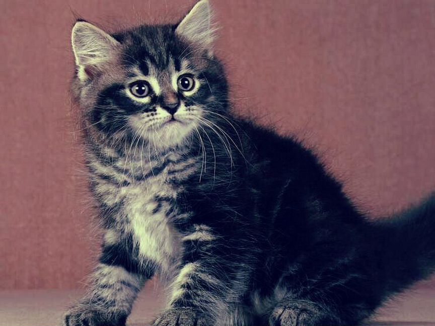 Котик Мейн метис