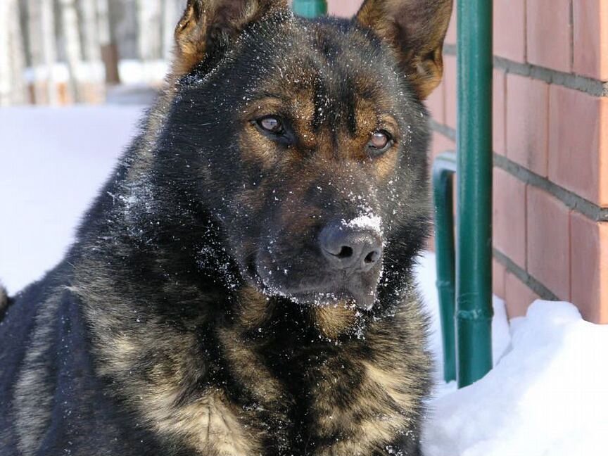 Немецкая овчарка