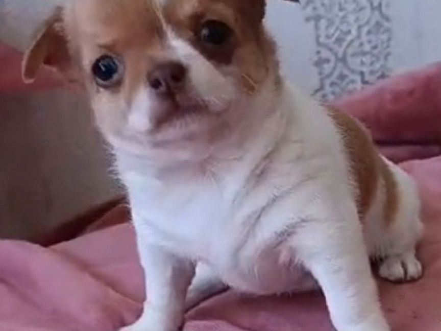 Чистокровные щенки чихуахуа