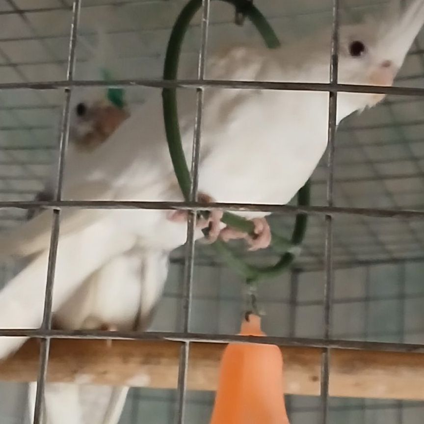 Птицы