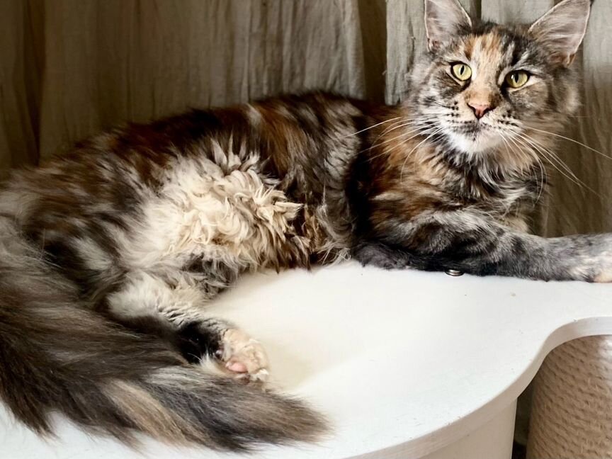 Мейн-кун кошка