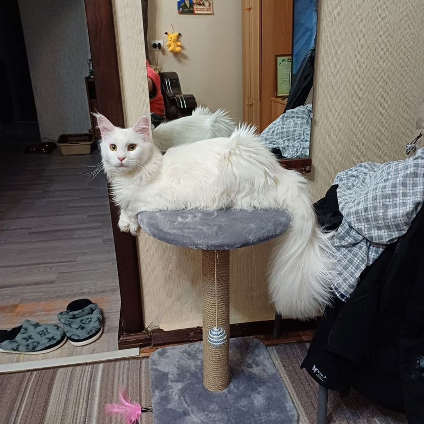 Кошка меинкун