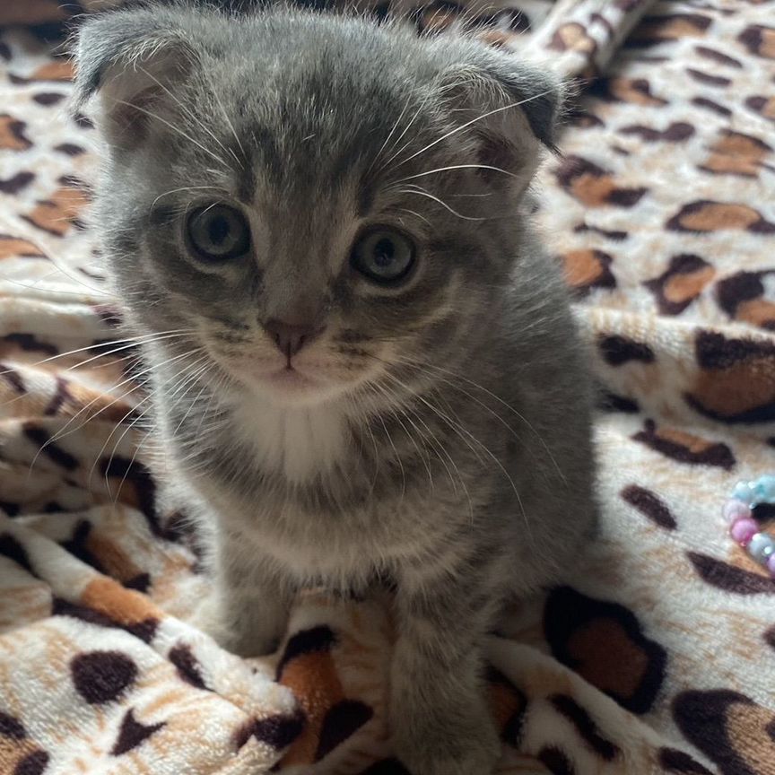 Котята