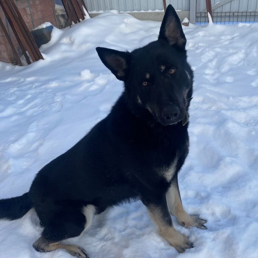 Восточноевропейская овчарка, взрослый пёс