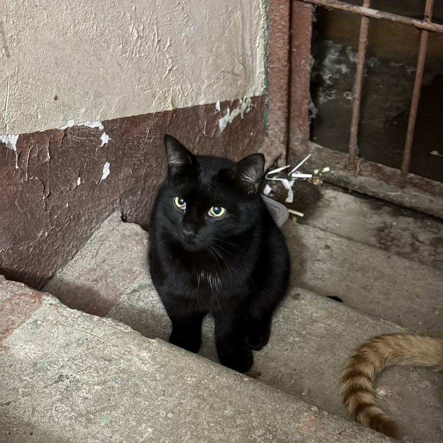Черный котенок