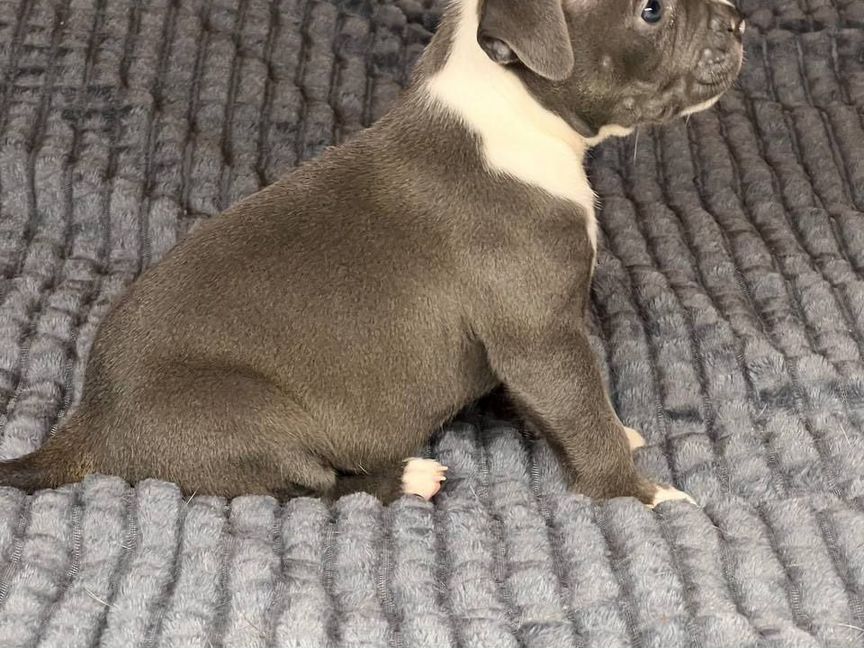 Американский булли голубой окрас