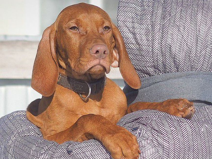 Щенки венгерской выжлы