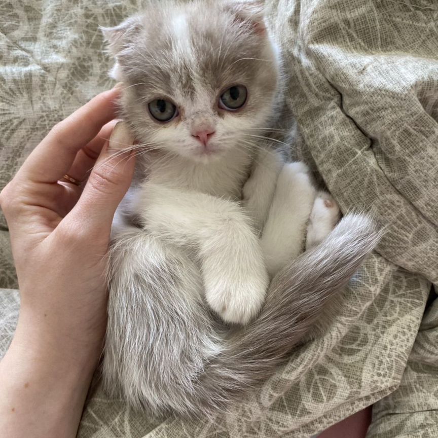 Продам котят шотландские