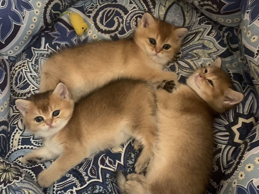 Котята золотая шиншилла