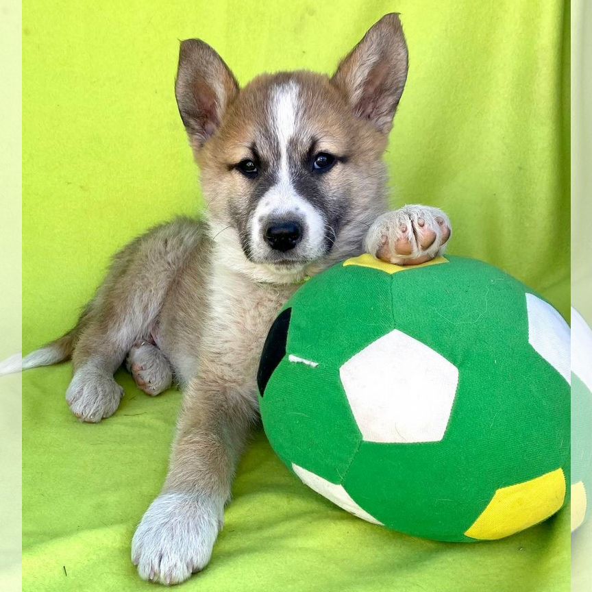 Щенок в добрые руки