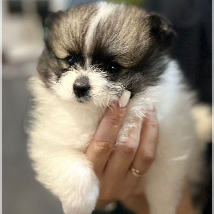 Померанский шпиц, щенок