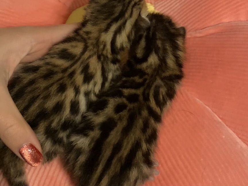 Новогодние бенгальчики