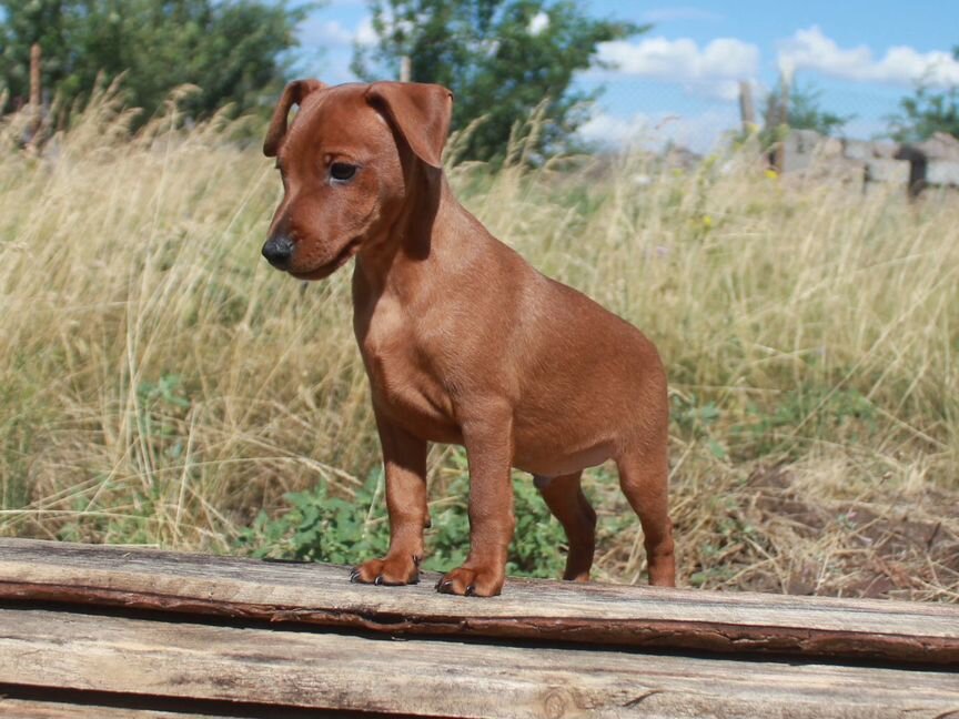 Солнечный мальчишка цвергпинчера