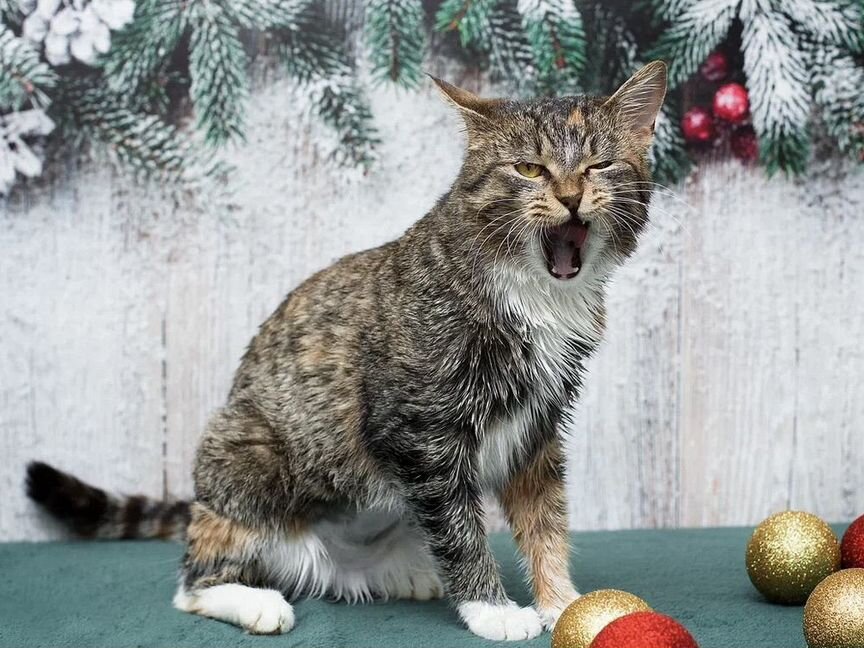 Кошка Пироженка охотница и игрунья ждет в приюте
