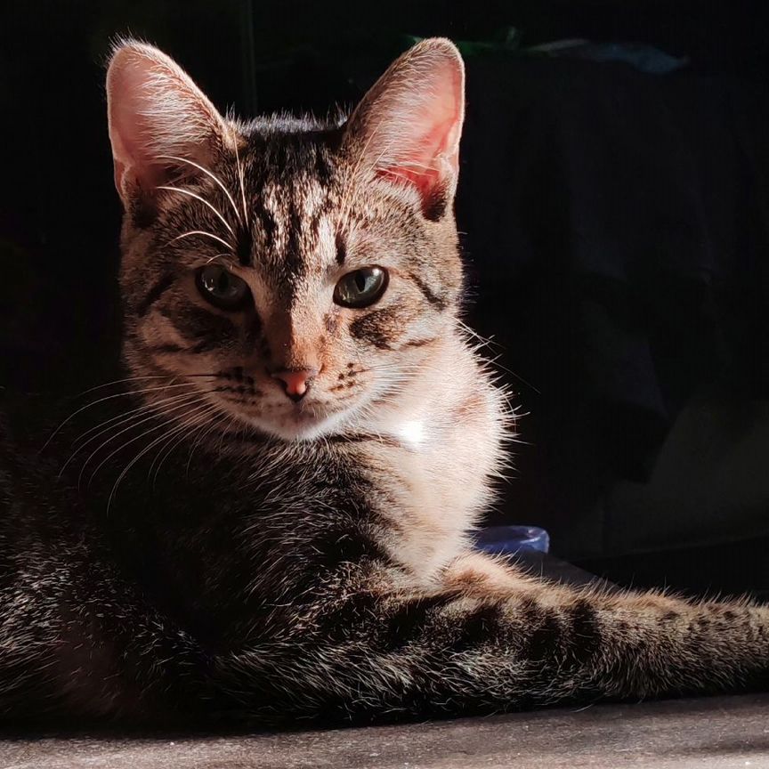 Кошечка Ева