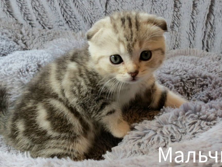 Шотландские котята