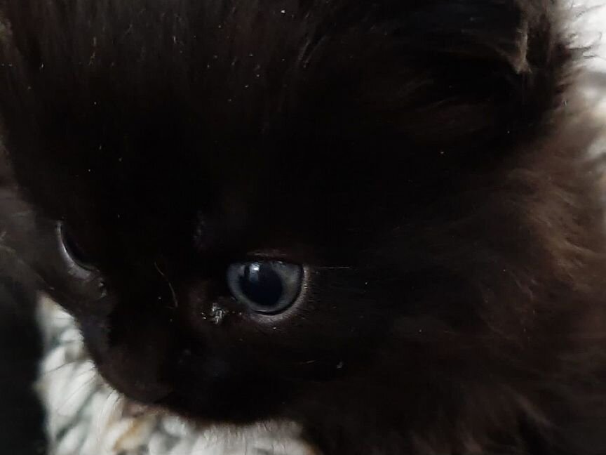 Котёнок