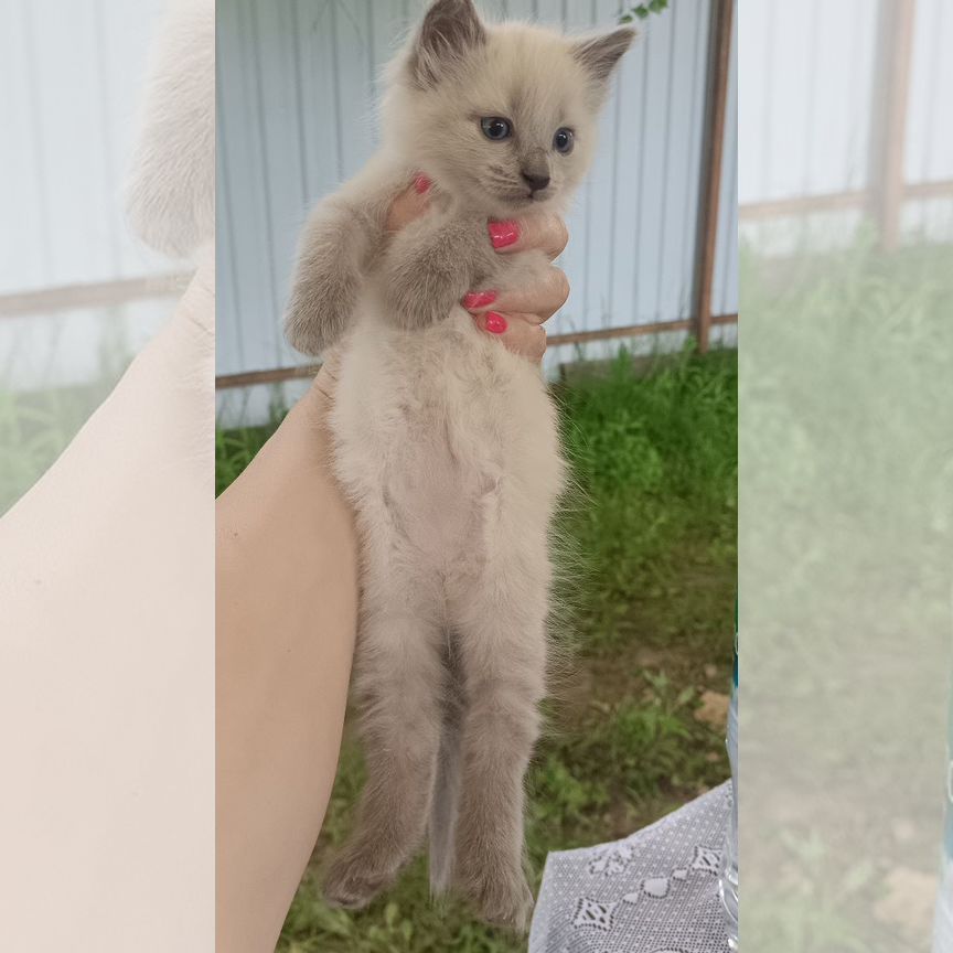 Котёнок в добрые руки