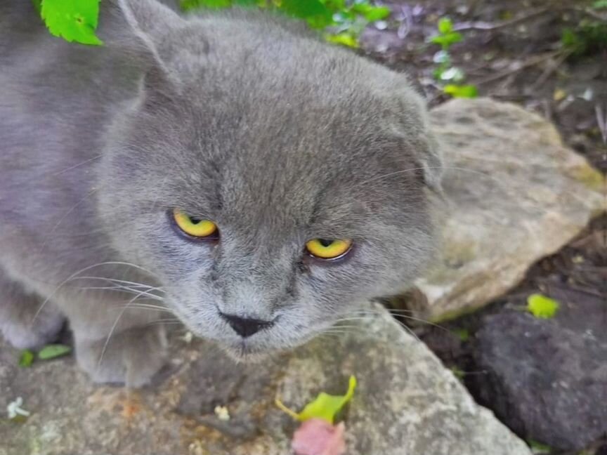 Кот бесплатно