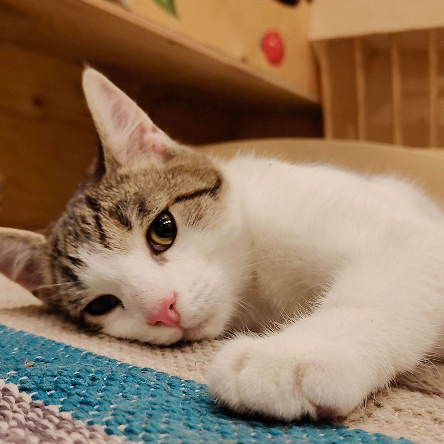 Котенок Очень ласковый мальчик